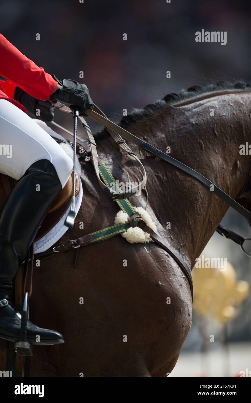 Epaule cheval Banque de photographies et d’images à haute résolution ...