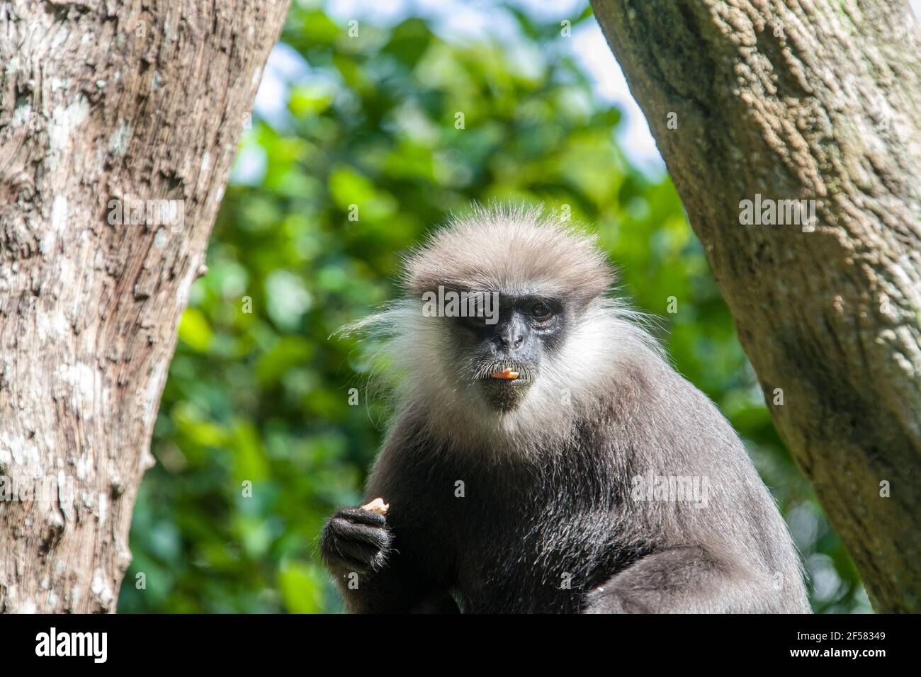 Le langur à face violette (Semnopithecus vetulus) mange de la ...