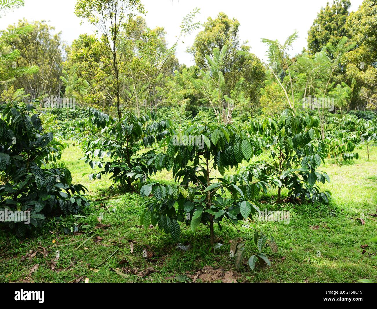 Indonesia java coffee plantation Banque de photographies et d’images à ...