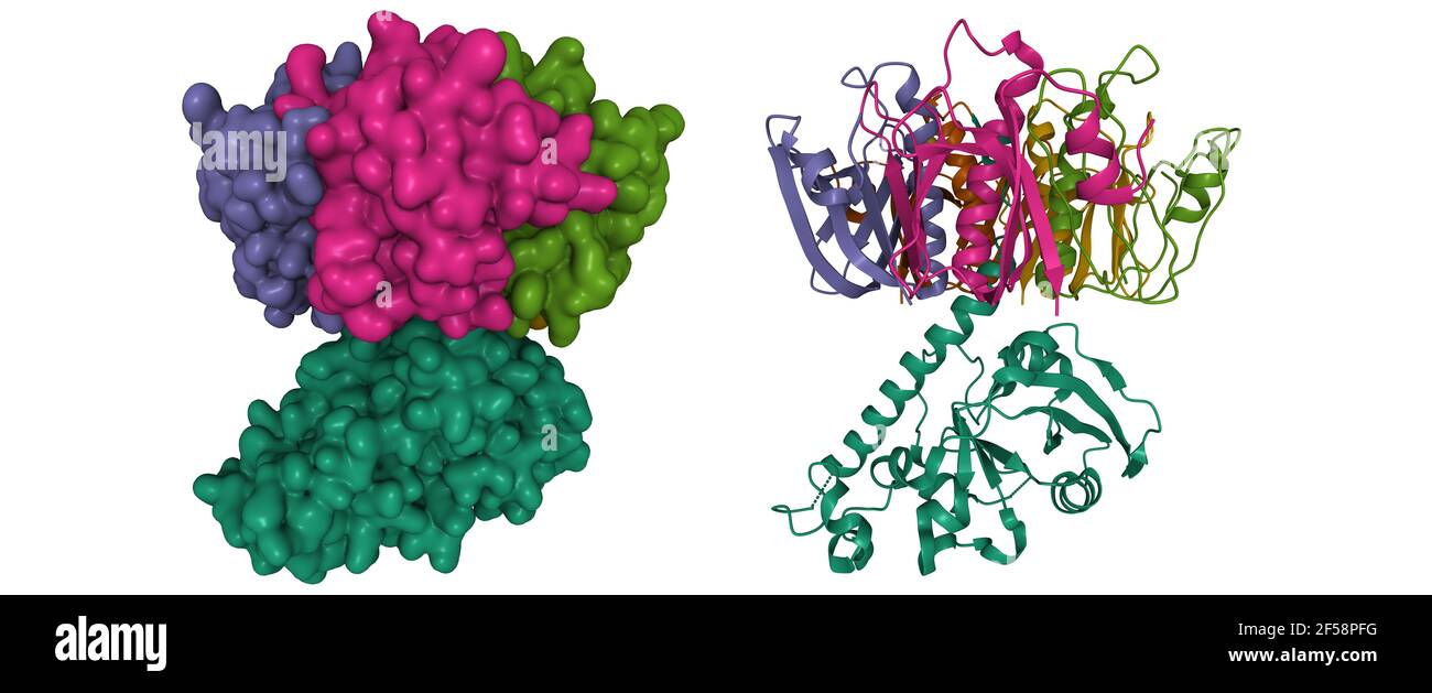 Structure de l'holotoxine du choléra, forme cristalline 1, dessin animé ...