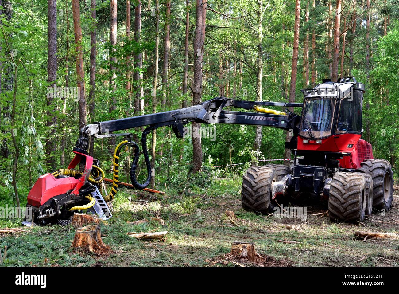 Machine de récolte de pin en service pendant le défrichement d'une ...