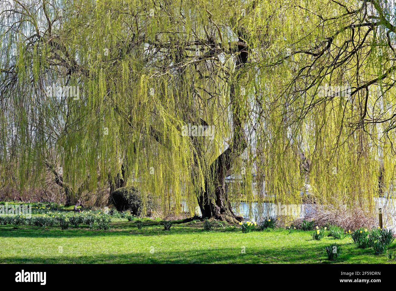 Saule pleureur Banque de photographies et d’images à haute résolution ...