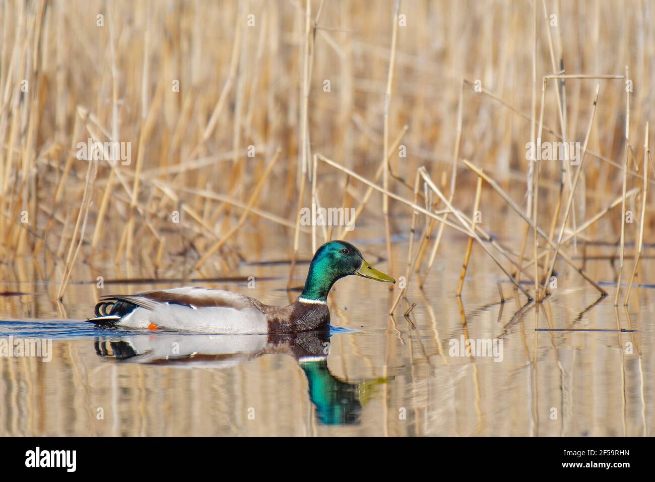 Gros plan d'un canard de canard de canard de canard de canard à la nage ...