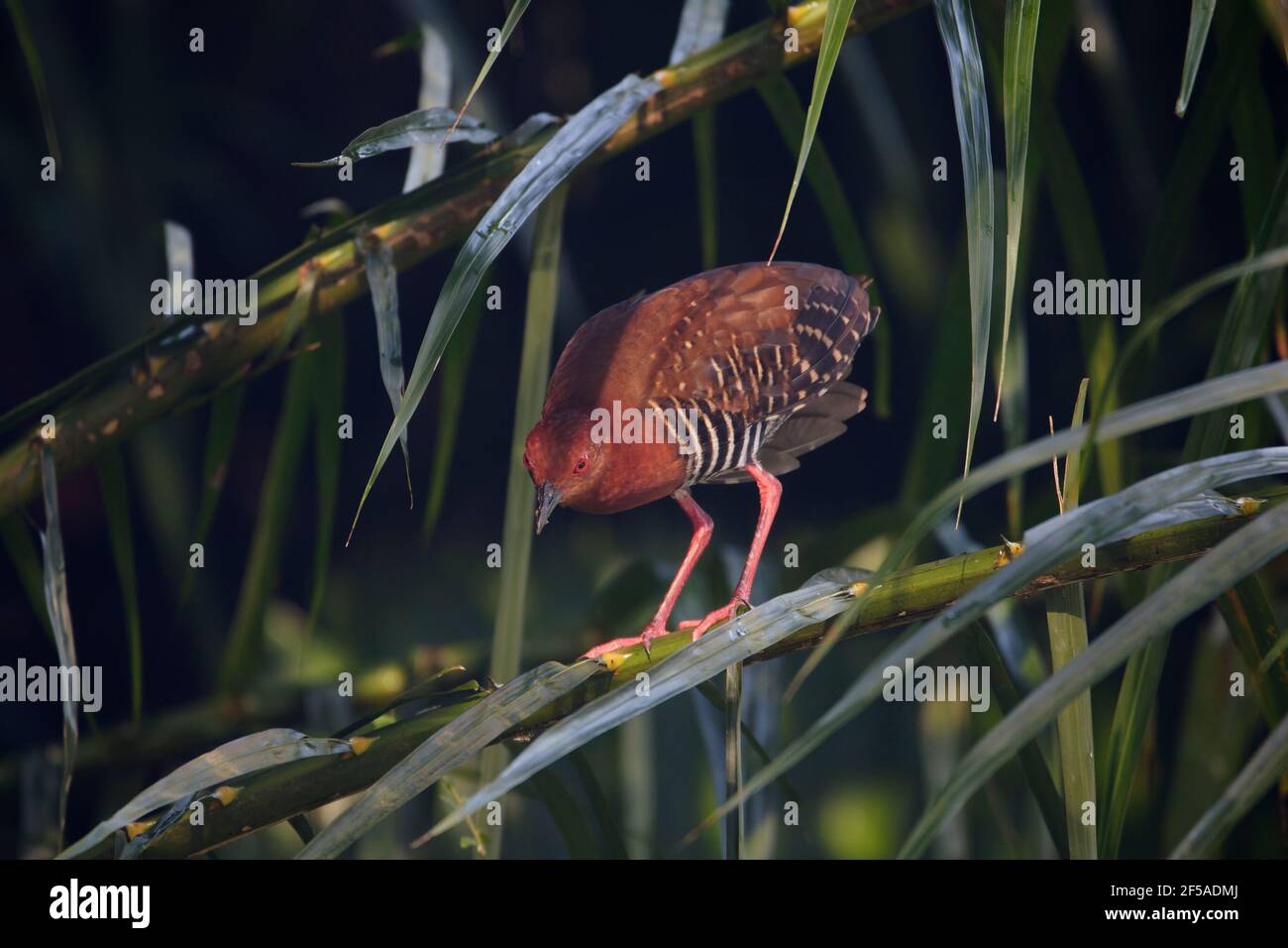 Rallina fasciata Banque de photographies et d’images à haute résolution ...
