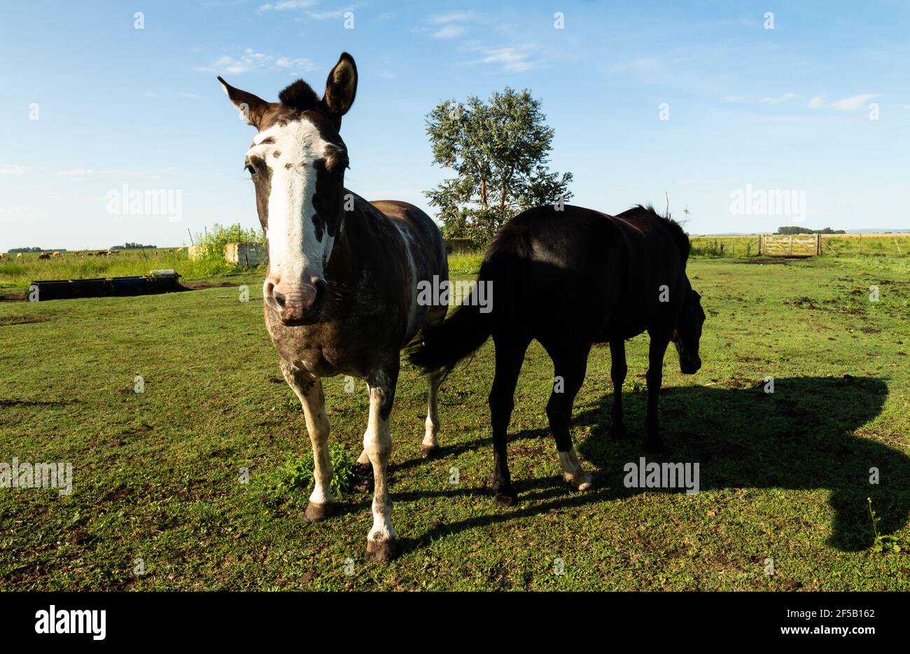 Cheval brun et blanc Banque de photographies et d’images à haute ...