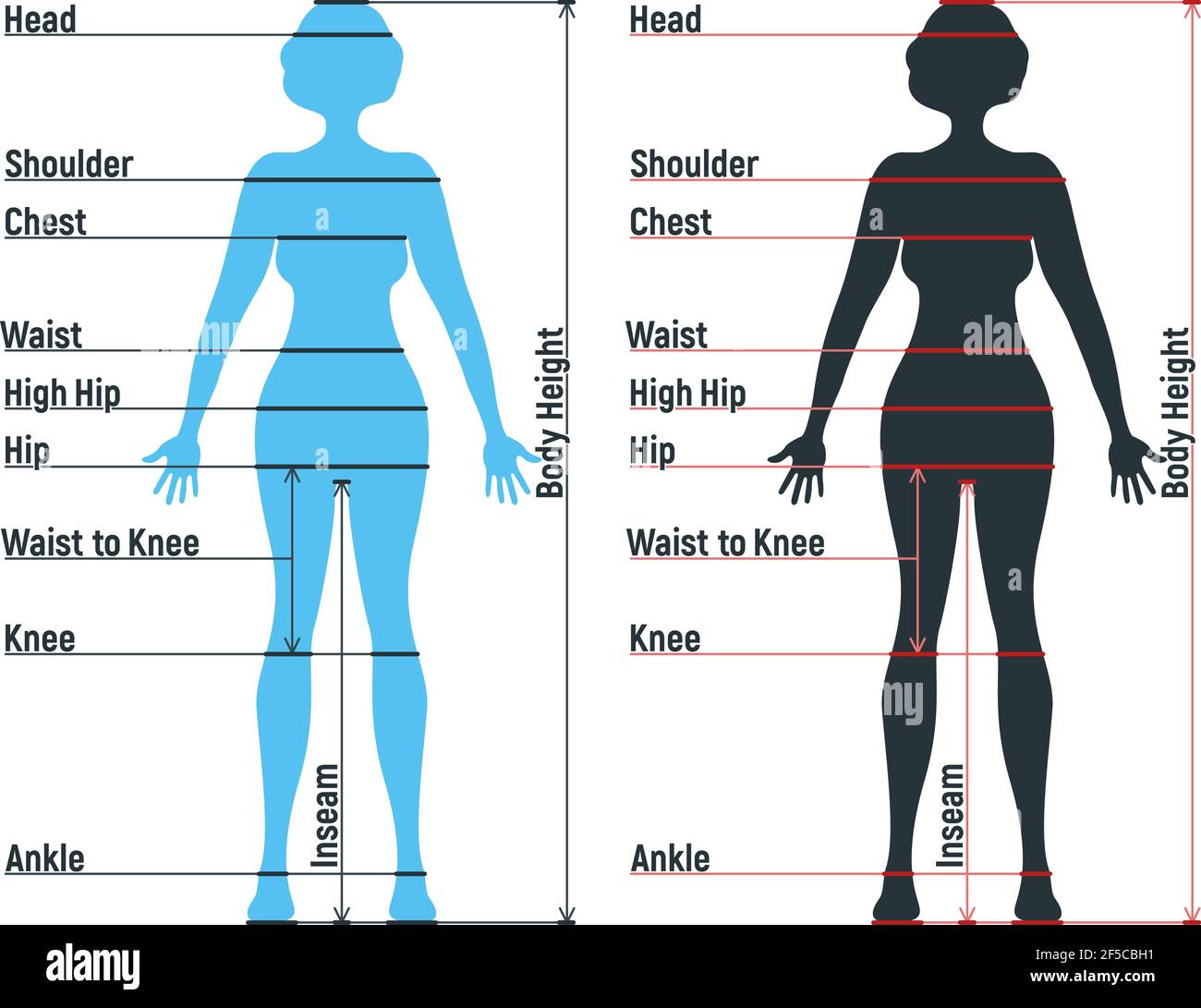 Tableau de taille femelle anatomie personnage humain, personnes ...