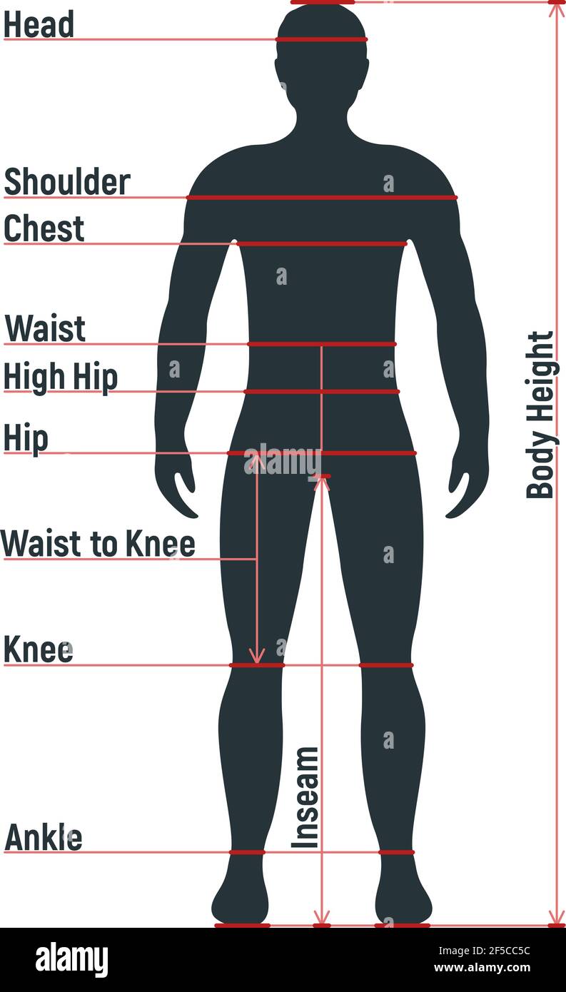 Tableau de taille mâle anatomie personnage humain, personnes maquette ...