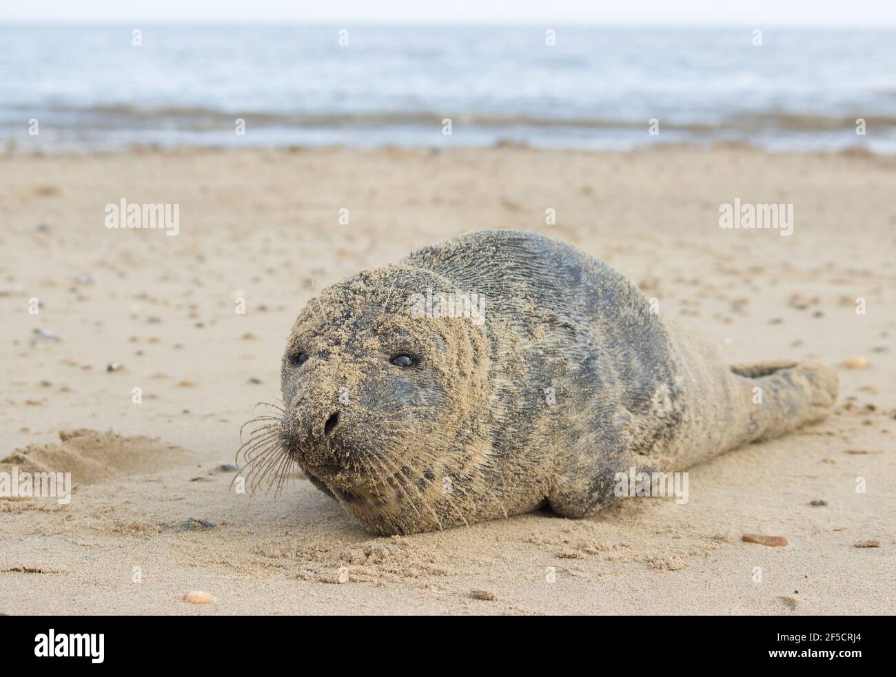 Baby phoques Banque de photographies et d’images à haute résolution - Alamy