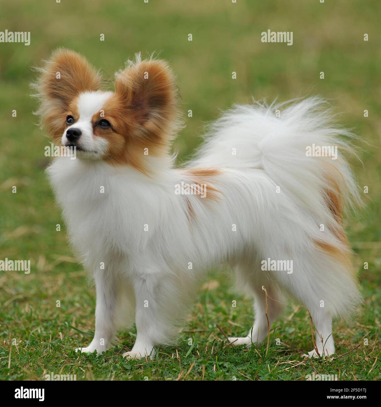 Chien papillon Banque de photographies et d’images à haute résolution ...