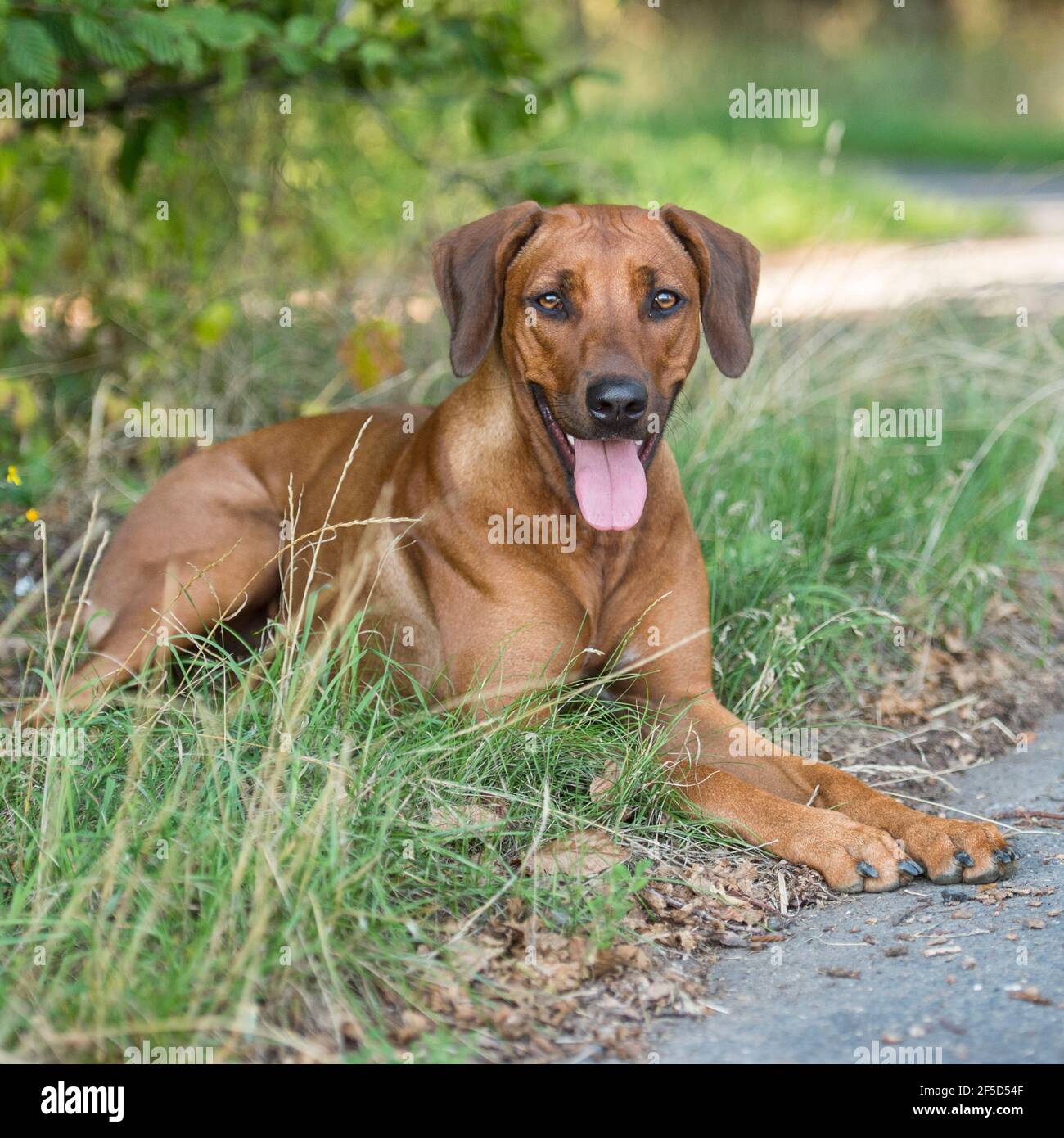 Purebred rhodesian ridgeback Banque de photographies et d’images à ...