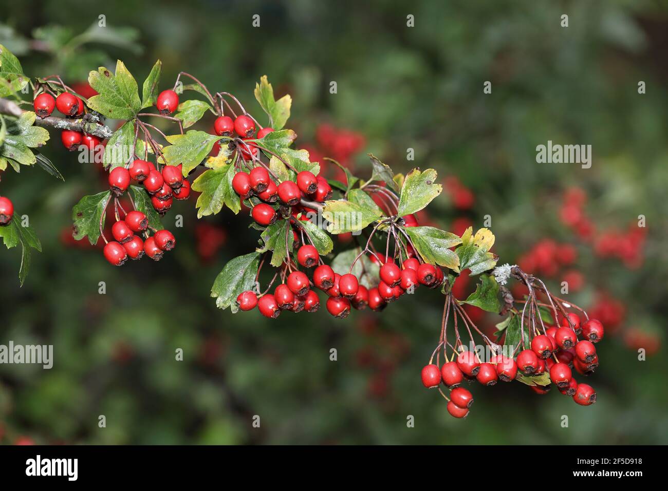 Crataegus spec Banque de photographies et d’images à haute résolution ...