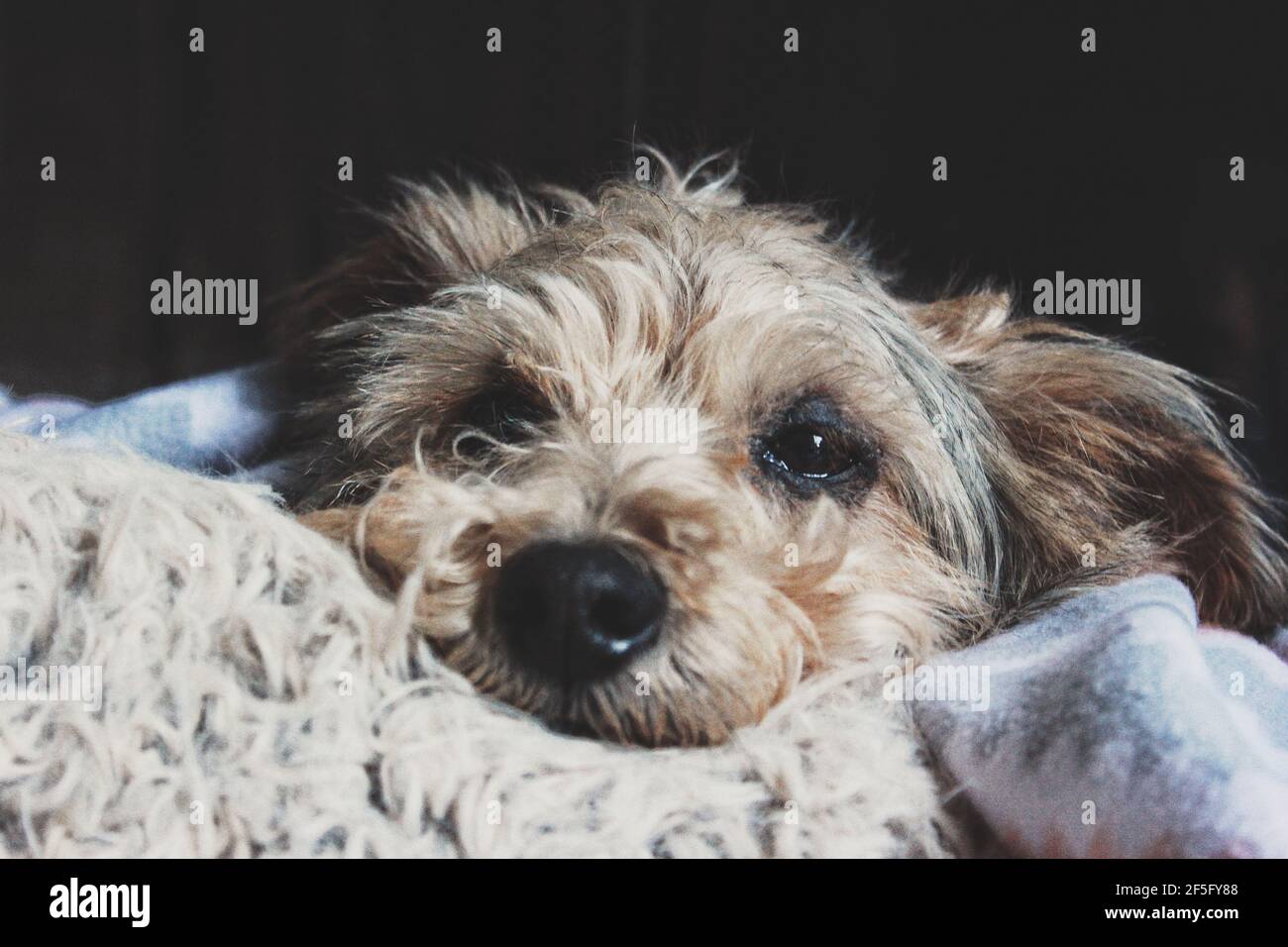 Chiens au lit Banque de photographies et d’images à haute résolution ...