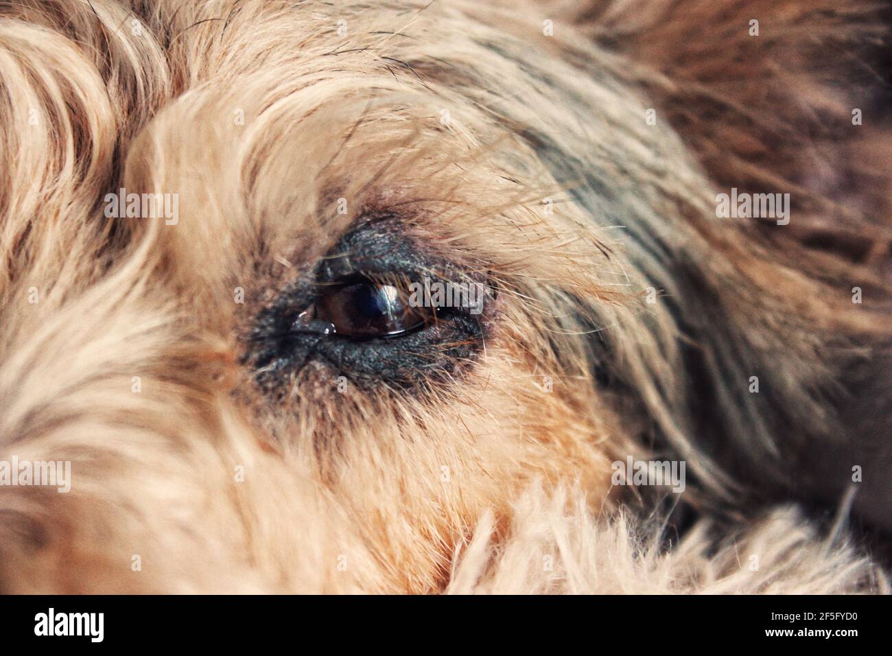Chiens au lit Banque de photographies et d’images à haute résolution ...