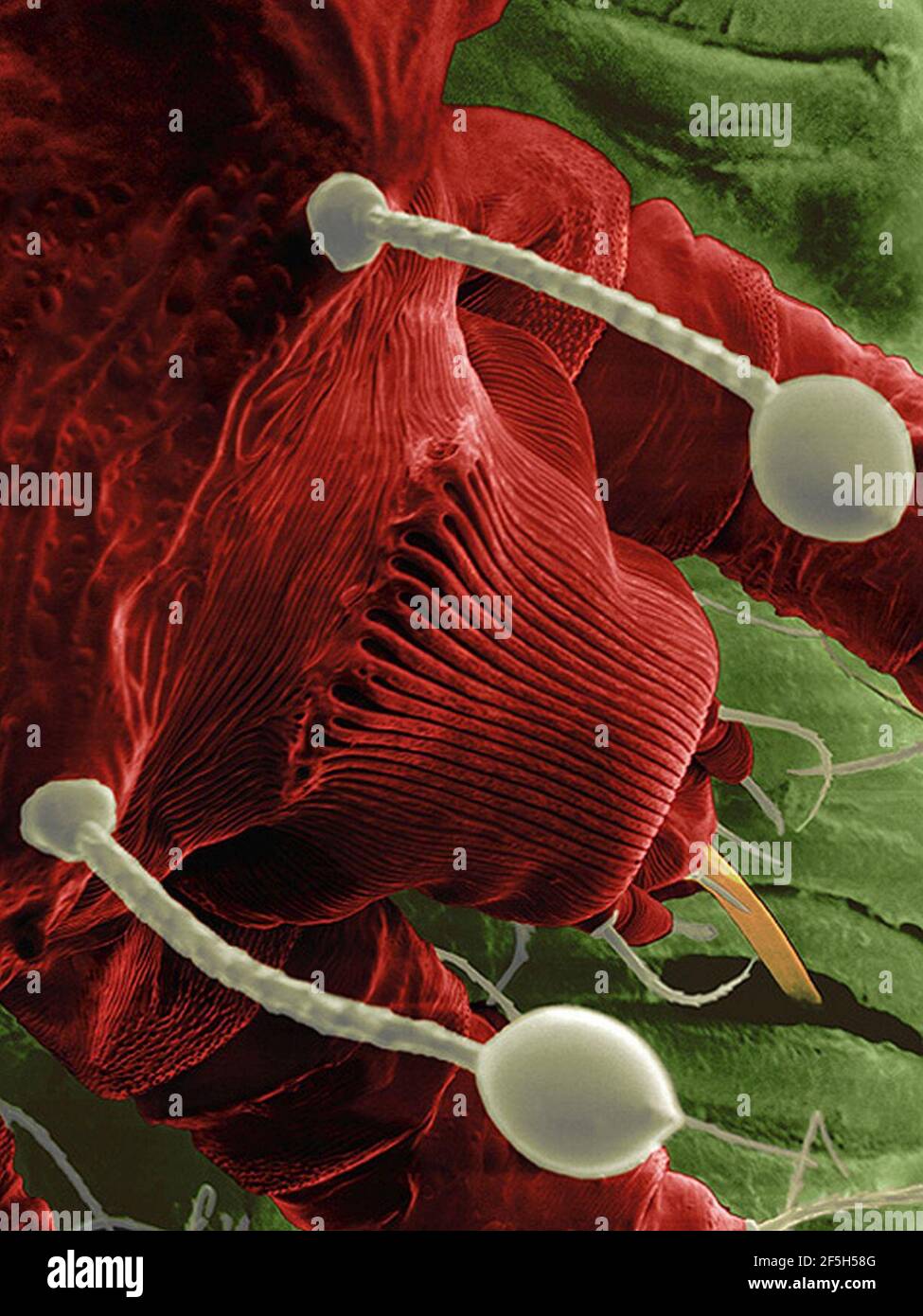 L'acarien rouge du palmier Banque de photographies et d’images à haute ...