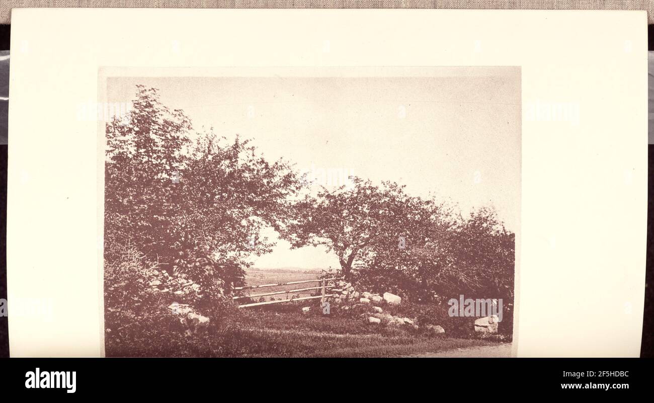 Pommiers dans la liseuse d'un ancien verger de Danvers. Wilson Flagg ...