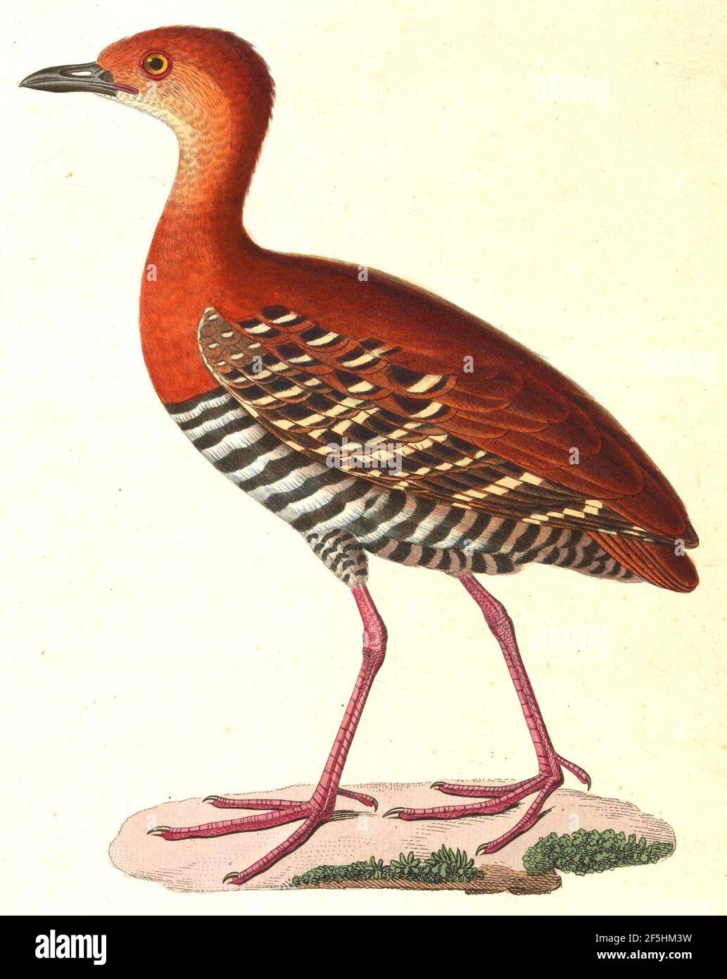 Rallina fasciata Banque de photographies et d’images à haute résolution ...