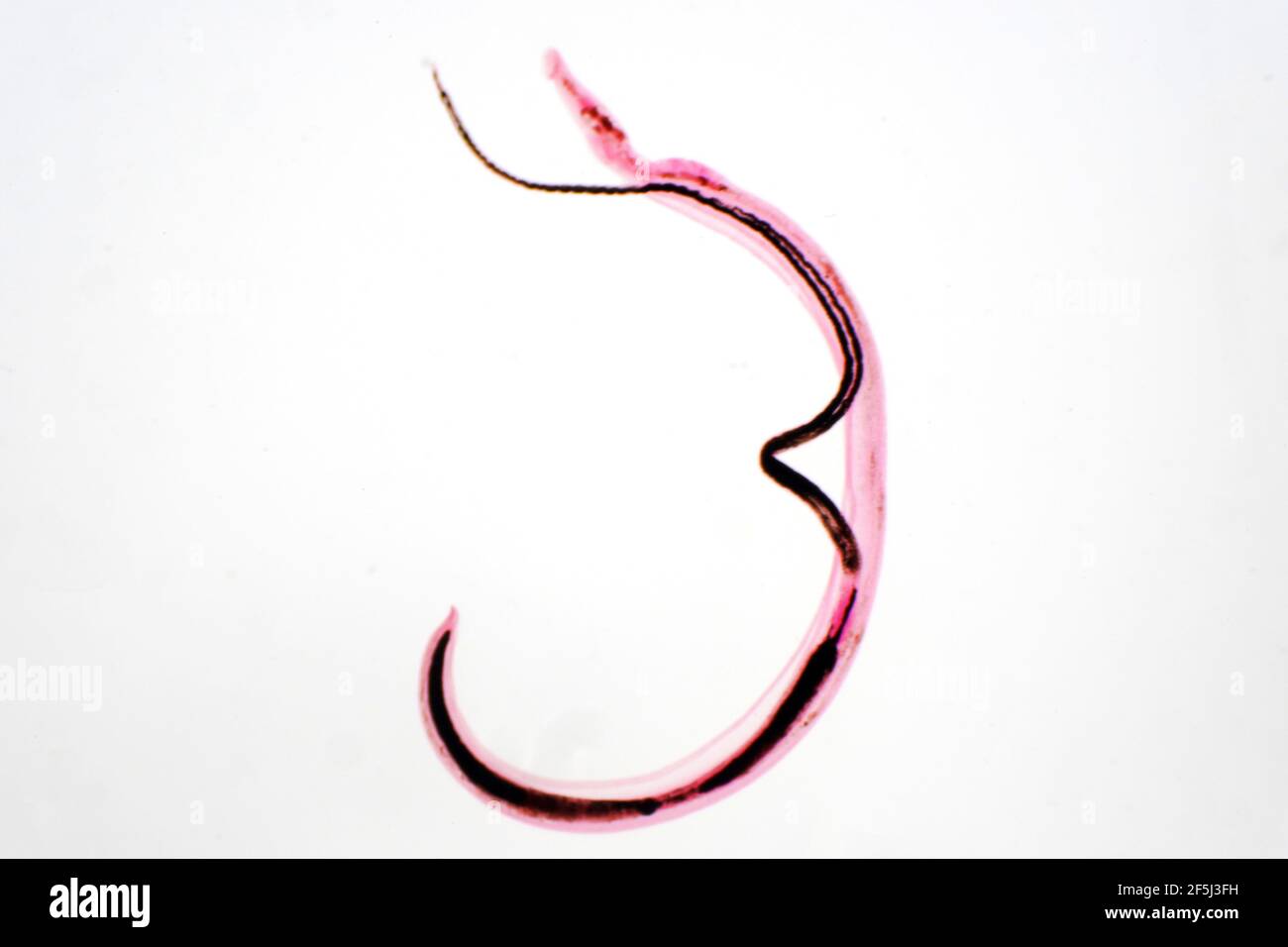 Roundworm microscope Banque de photographies et d’images à haute ...