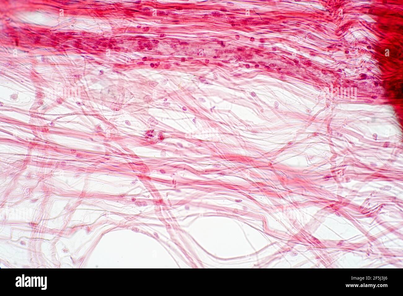 Tissu conjonctif aréolaire, micrographe léger Photo Stock - Alamy