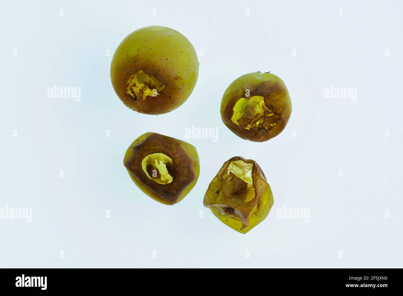 Gros plan de plusieurs baies de raisin gravement endommagées par les ...