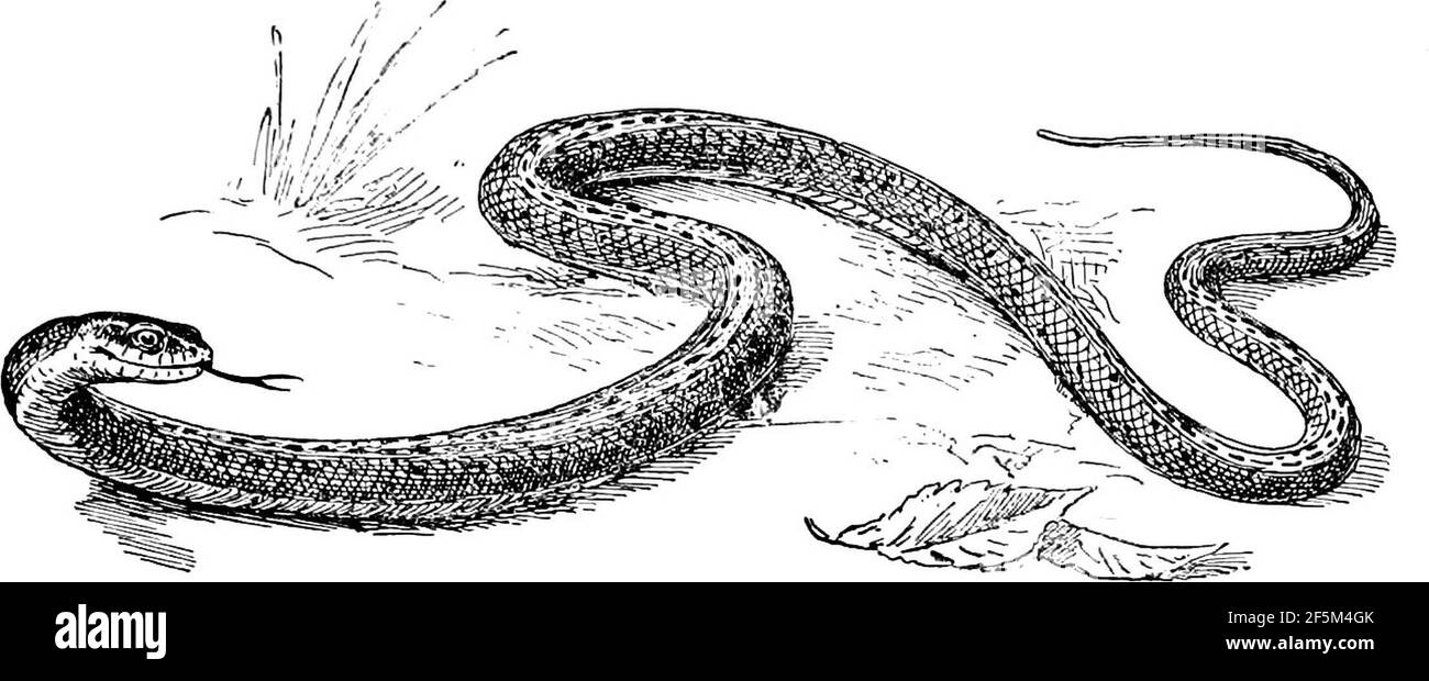 Couleuvre rouge Banque d'images noir et blanc - Alamy