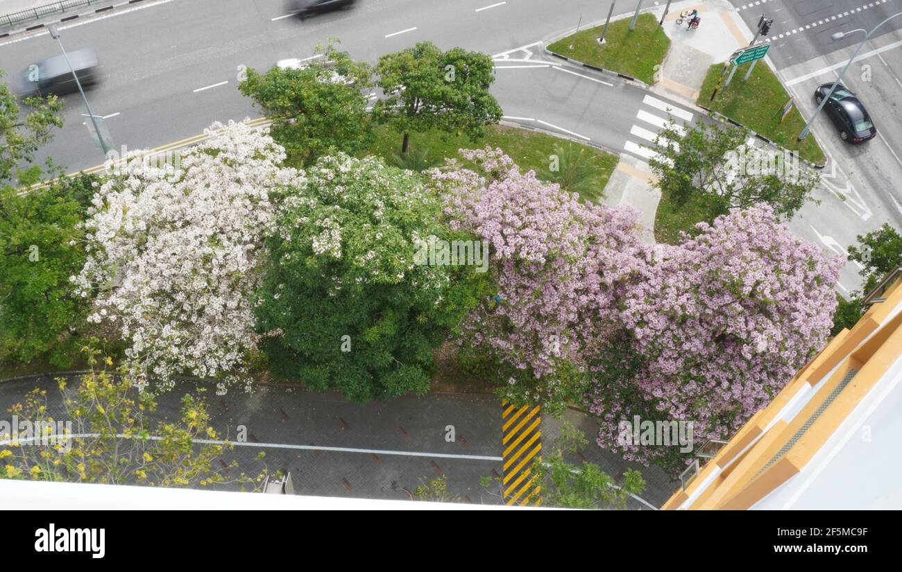 Image de fleurs haute résolution Banque de photographies et d’images à ...