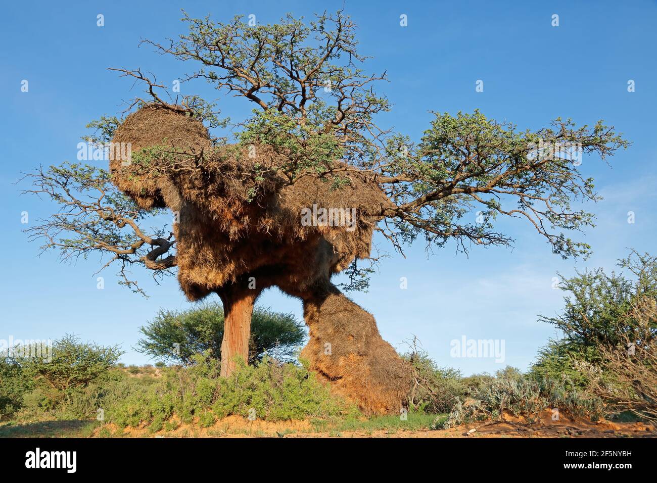 Arbre en afrique Banque de photographies et d’images à haute résolution ...
