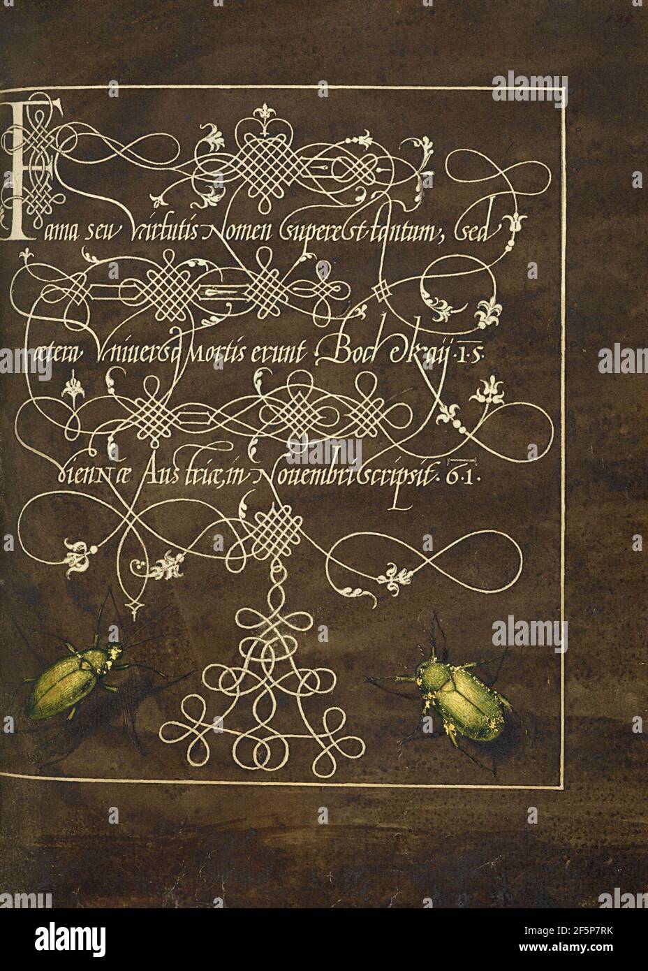 Predatory beetles Banque de photographies et d’images à haute ...