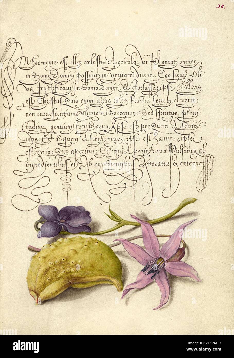 Violette de dent de chien Banque de photographies et d’images à haute ...