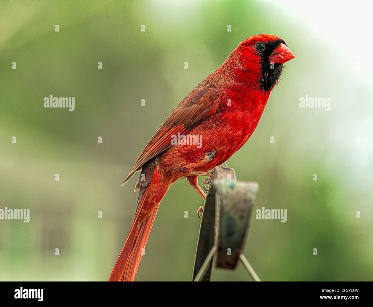 Grand Cardinal rouge garde la montre tout en étant perché sur le poteau ...