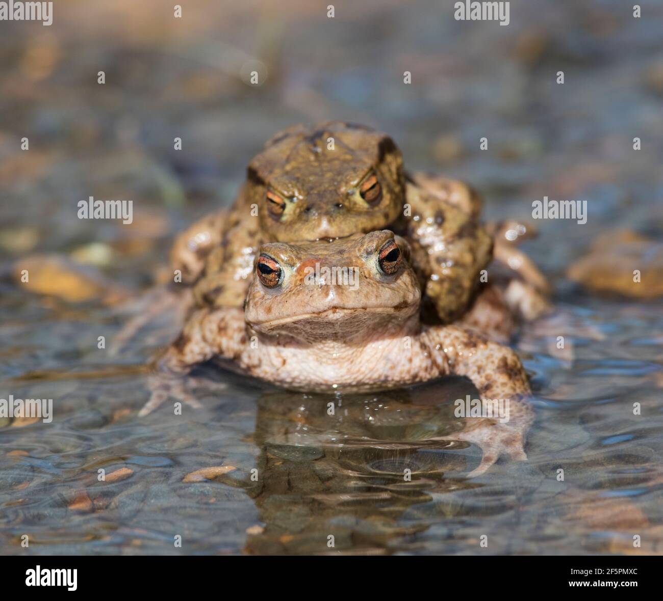 Crapaud commun bufo bufo amplexus Banque de photographies et d’images à ...