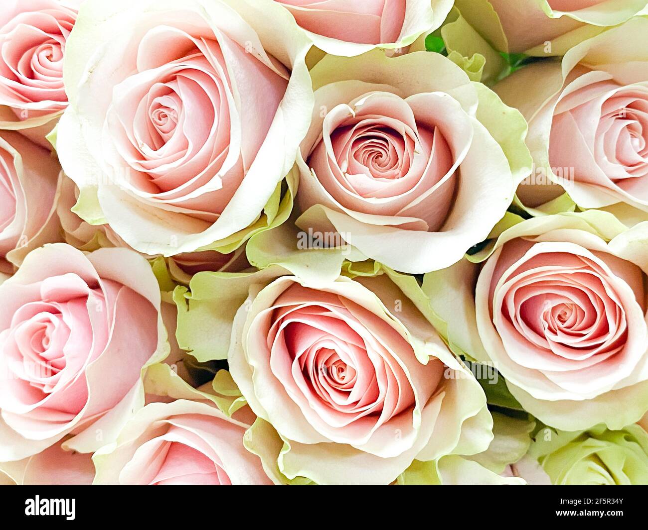 Roses blanches et rouges Banque de photographies et d’images à haute ...