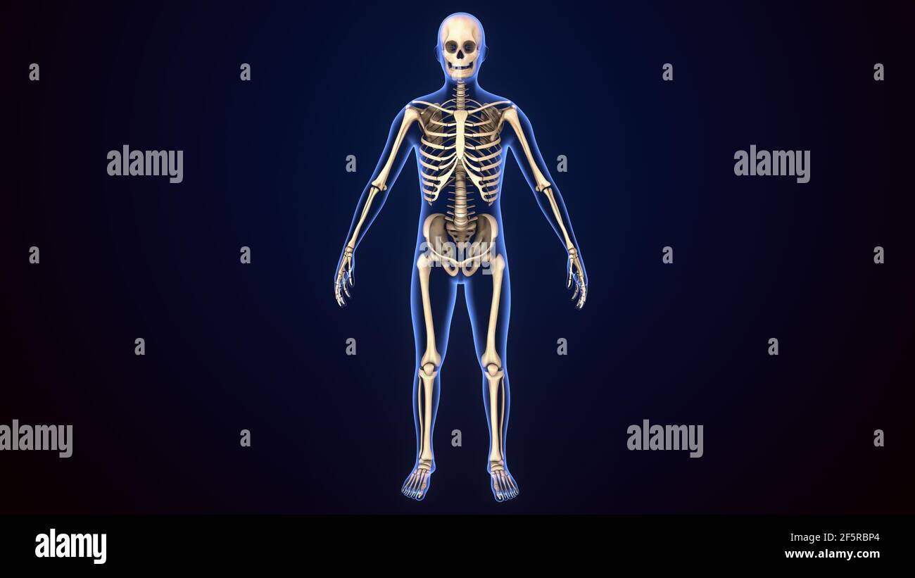illustration 3d de l'anatomie du squelette humain Photo Stock - Alamy