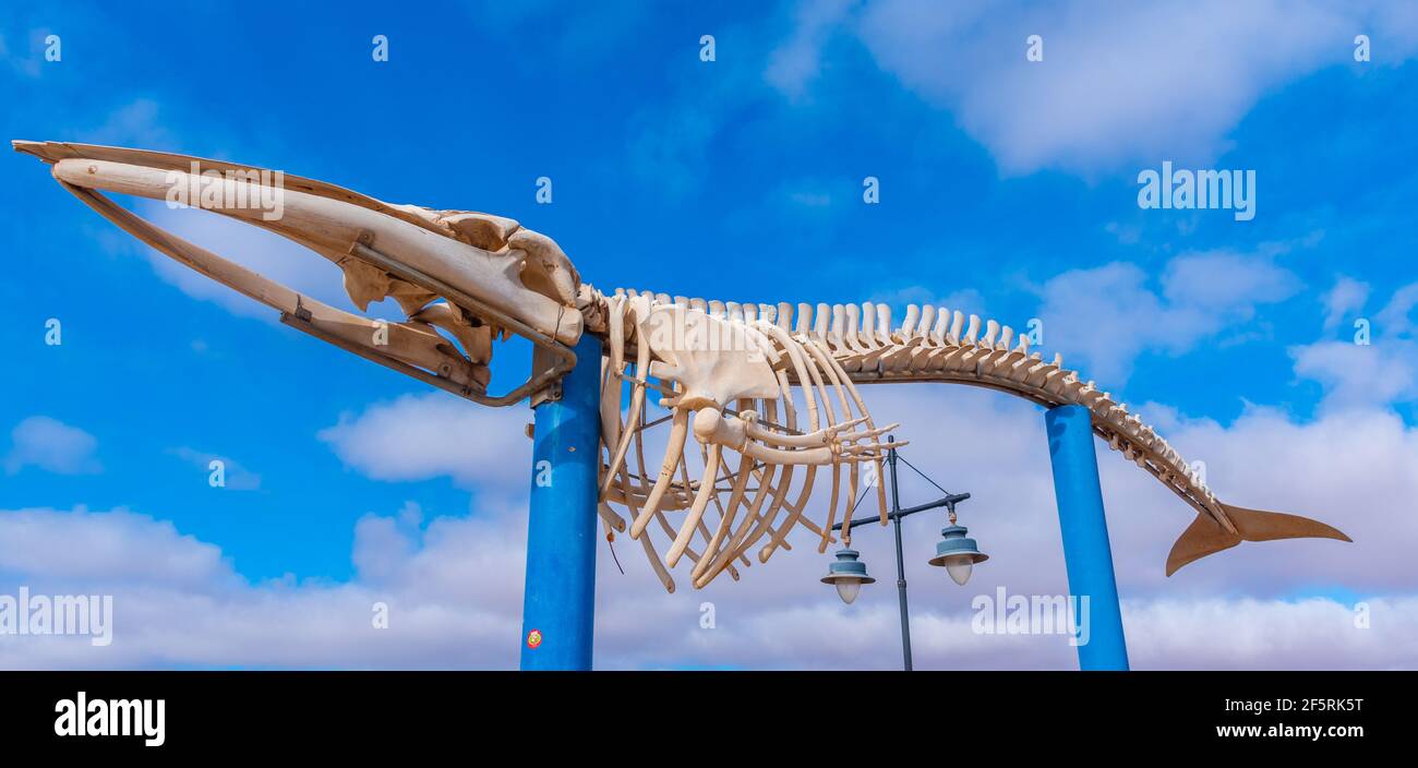Squelette de baleine fuerteventura Banque d'image et photos - Alamy