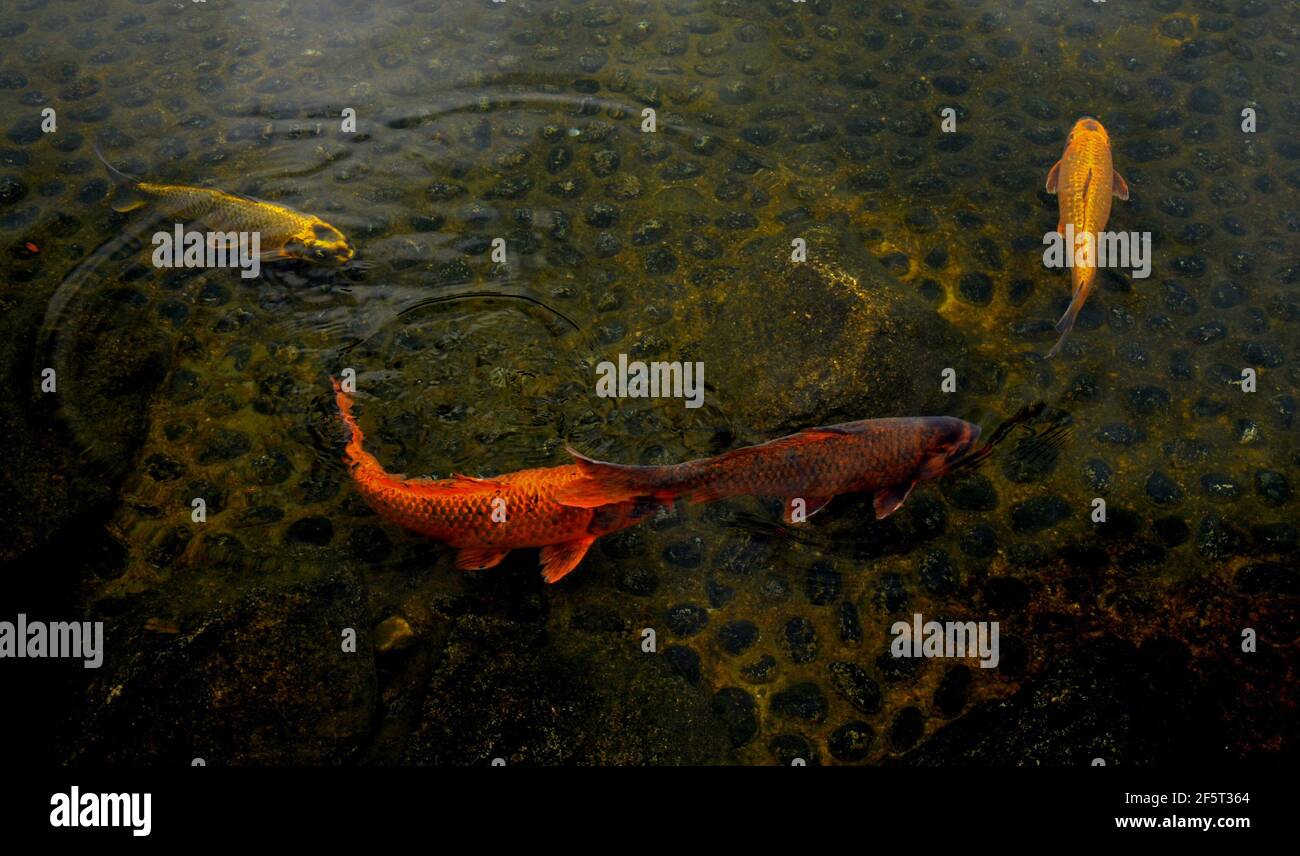 Poissons japonais Banque de photographies et d’images à haute ...