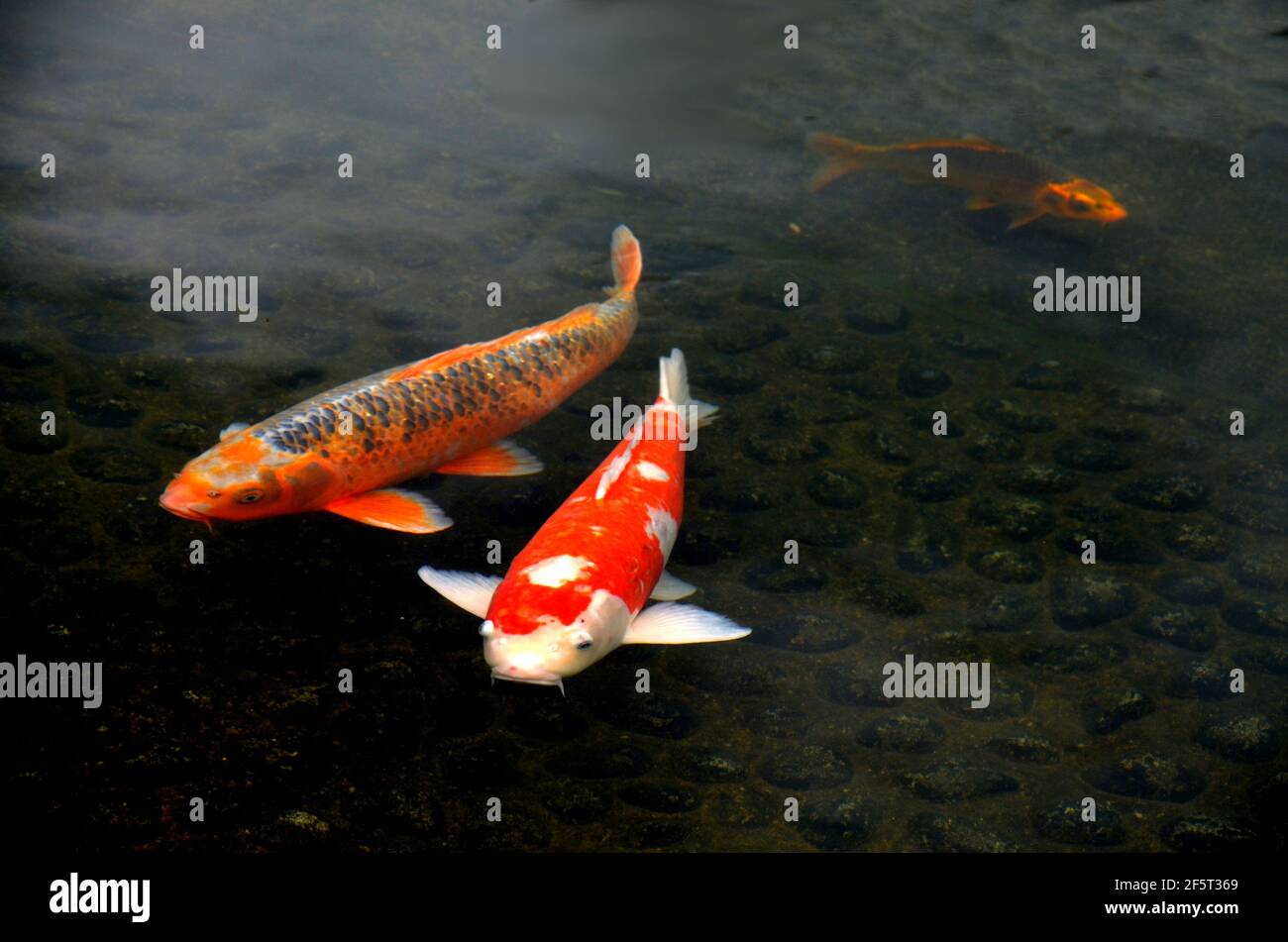 Poissons Japonais Banque d'image et photos - Alamy
