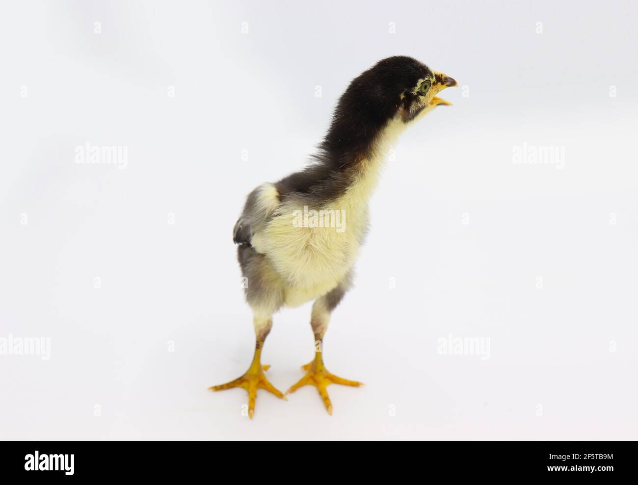 Poussins noirs et blancs Banque de photographies et d’images à haute ...