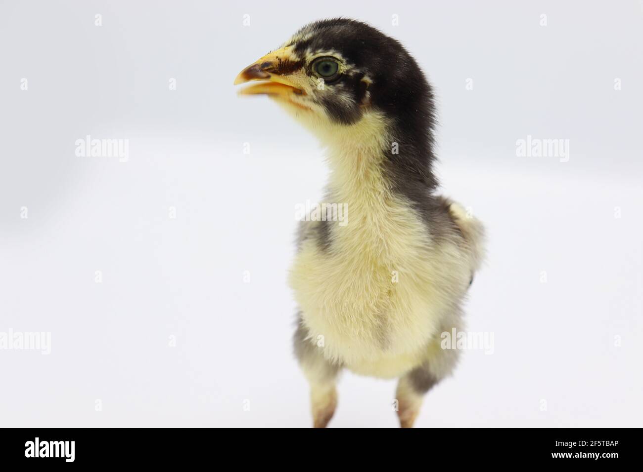 Petit poussin noir Banque de photographies et d’images à haute ...