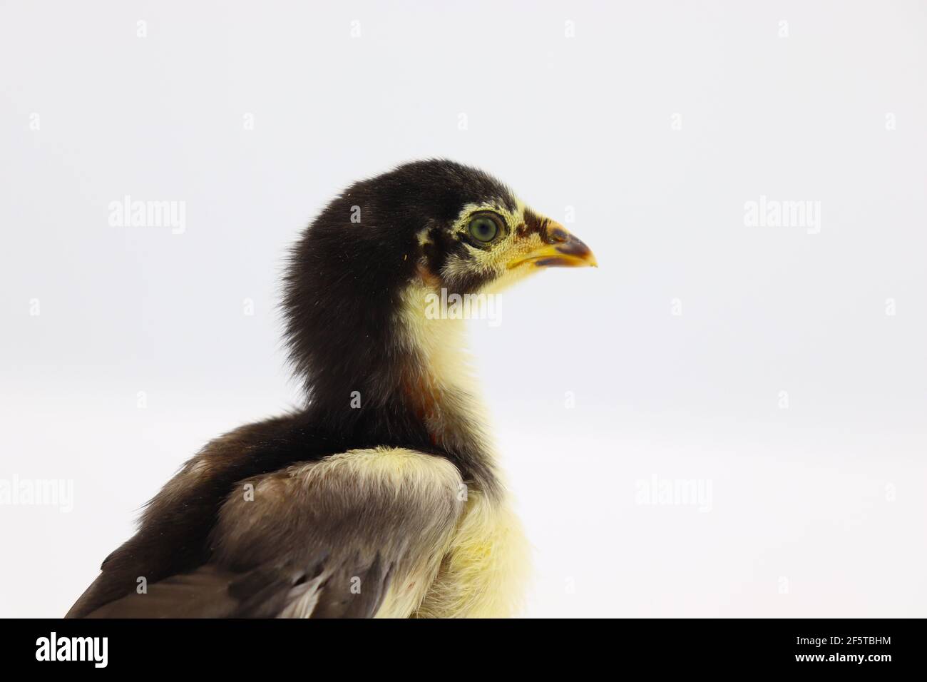 Petit poussin noir Banque de photographies et d’images à haute ...