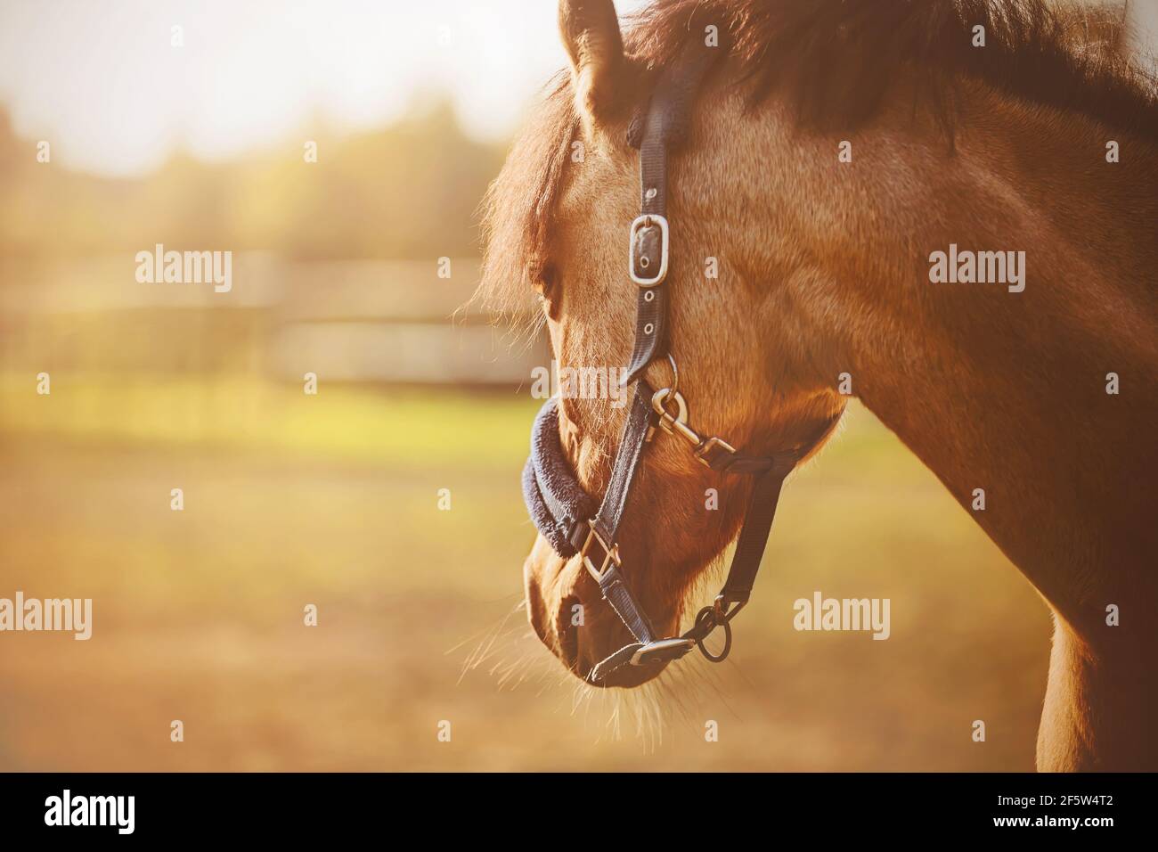 Un portrait d'un beau cheval avec une manie sombre et un halter bleu ...