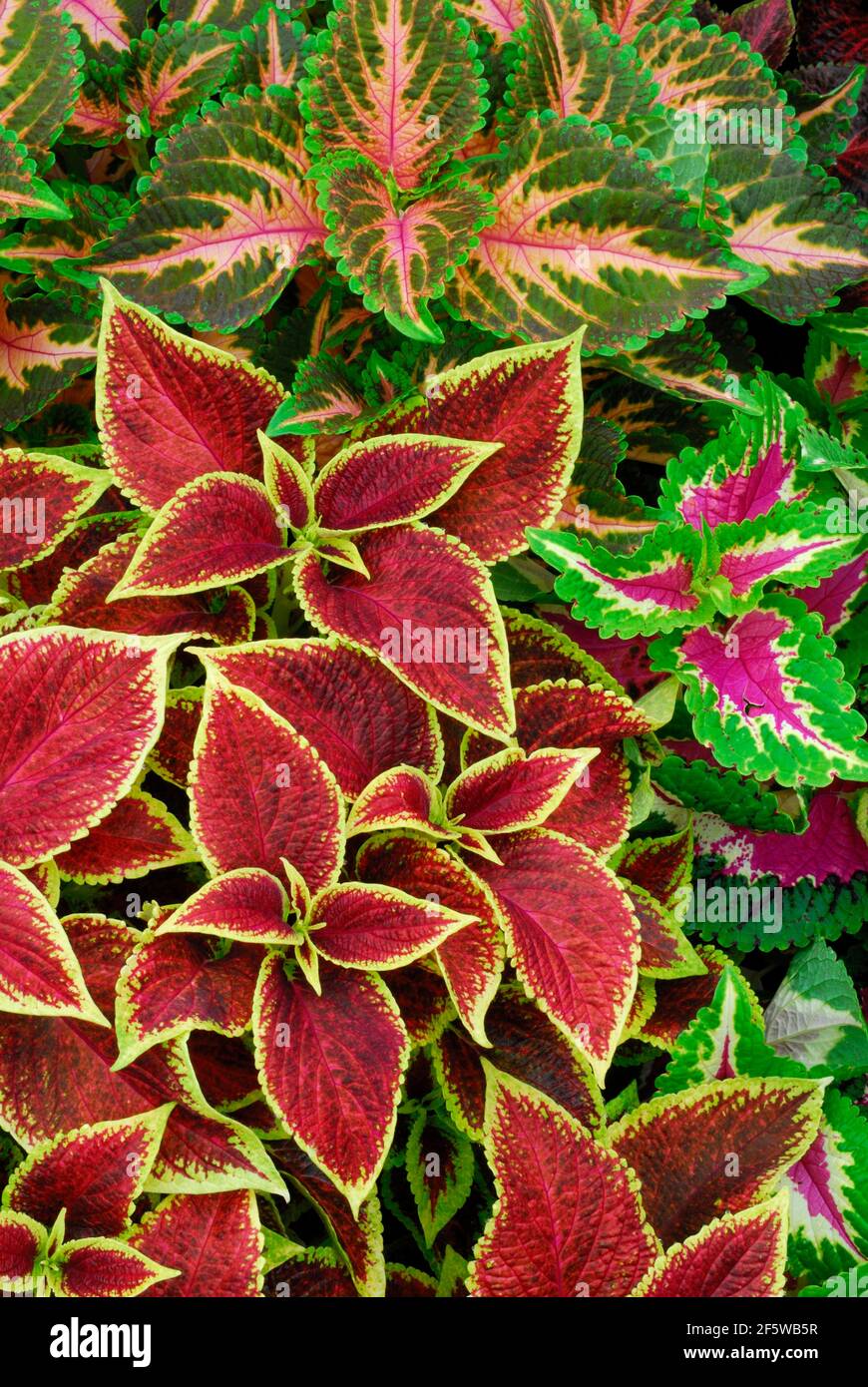 Coleus netle (Solenostemon scutellarioides) feuilles, feuilles, plantes ...