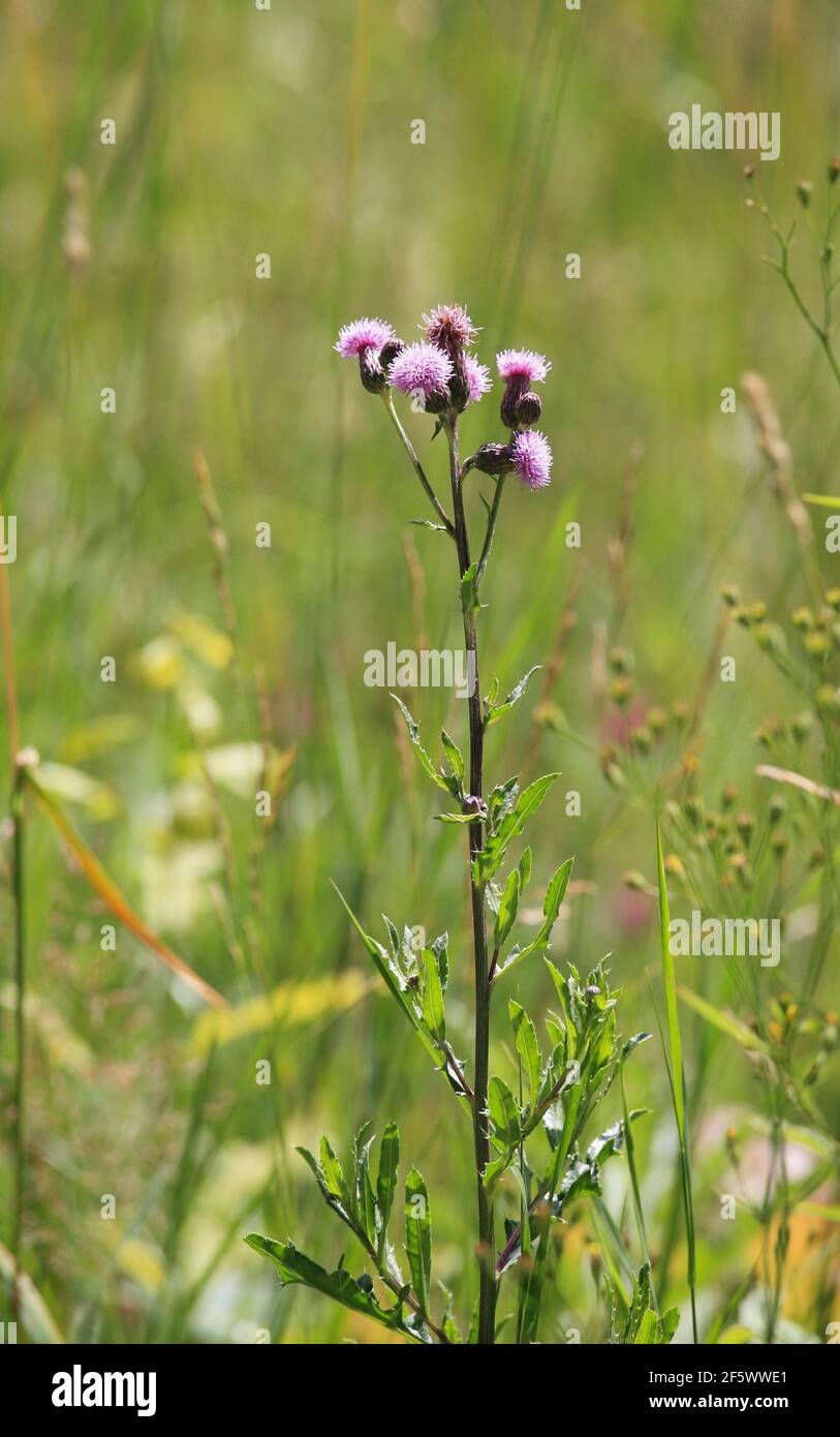 Chardon des champs Banque de photographies et d’images à haute ...
