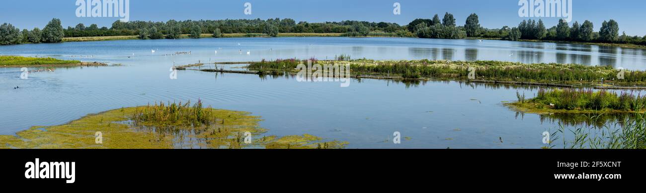 Vue panoramique sur les oiseaux sauvages sur la paisible partie du lac ...