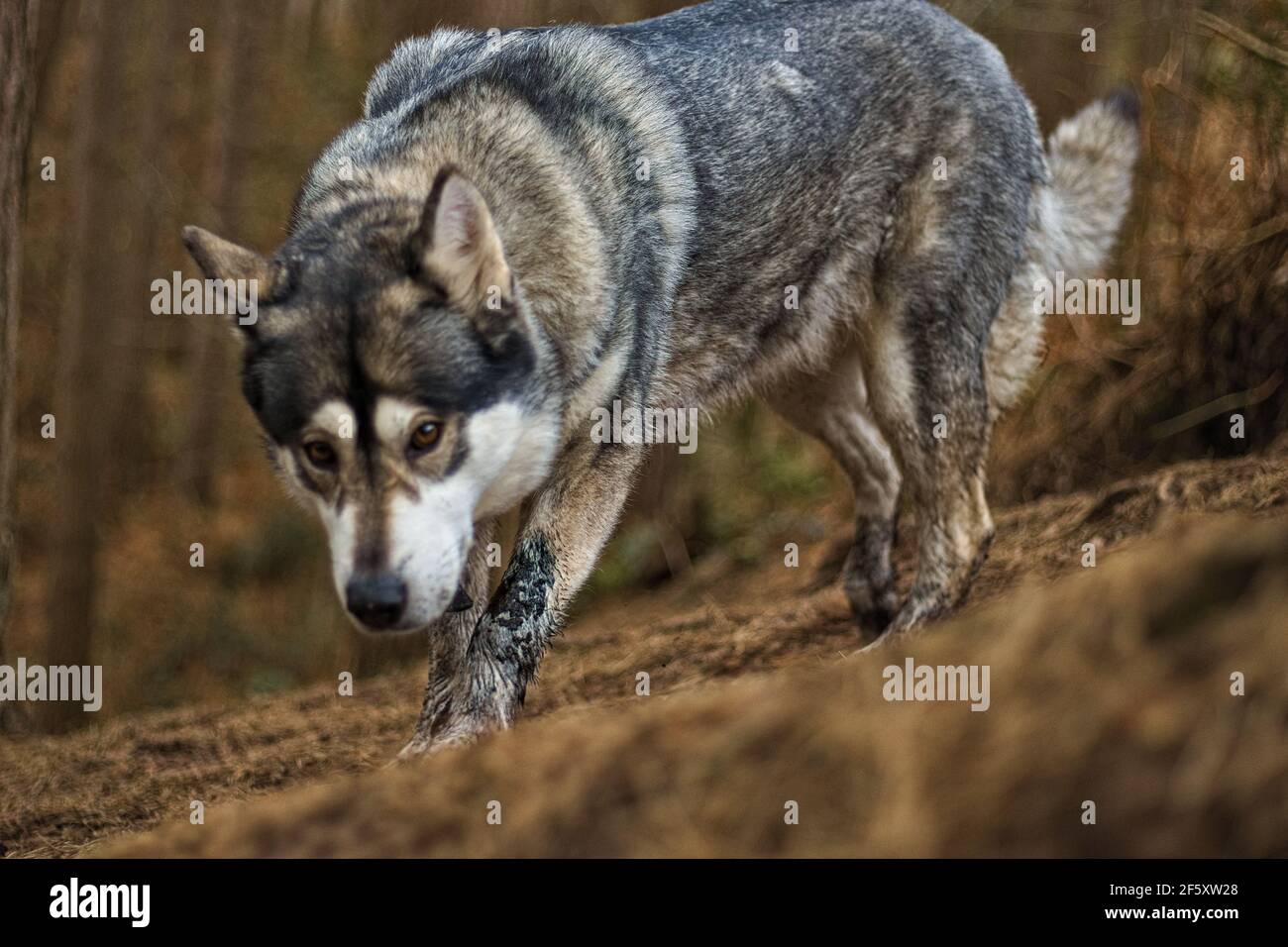 Arctic wolf prowling on Banque de photographies et d’images à haute ...