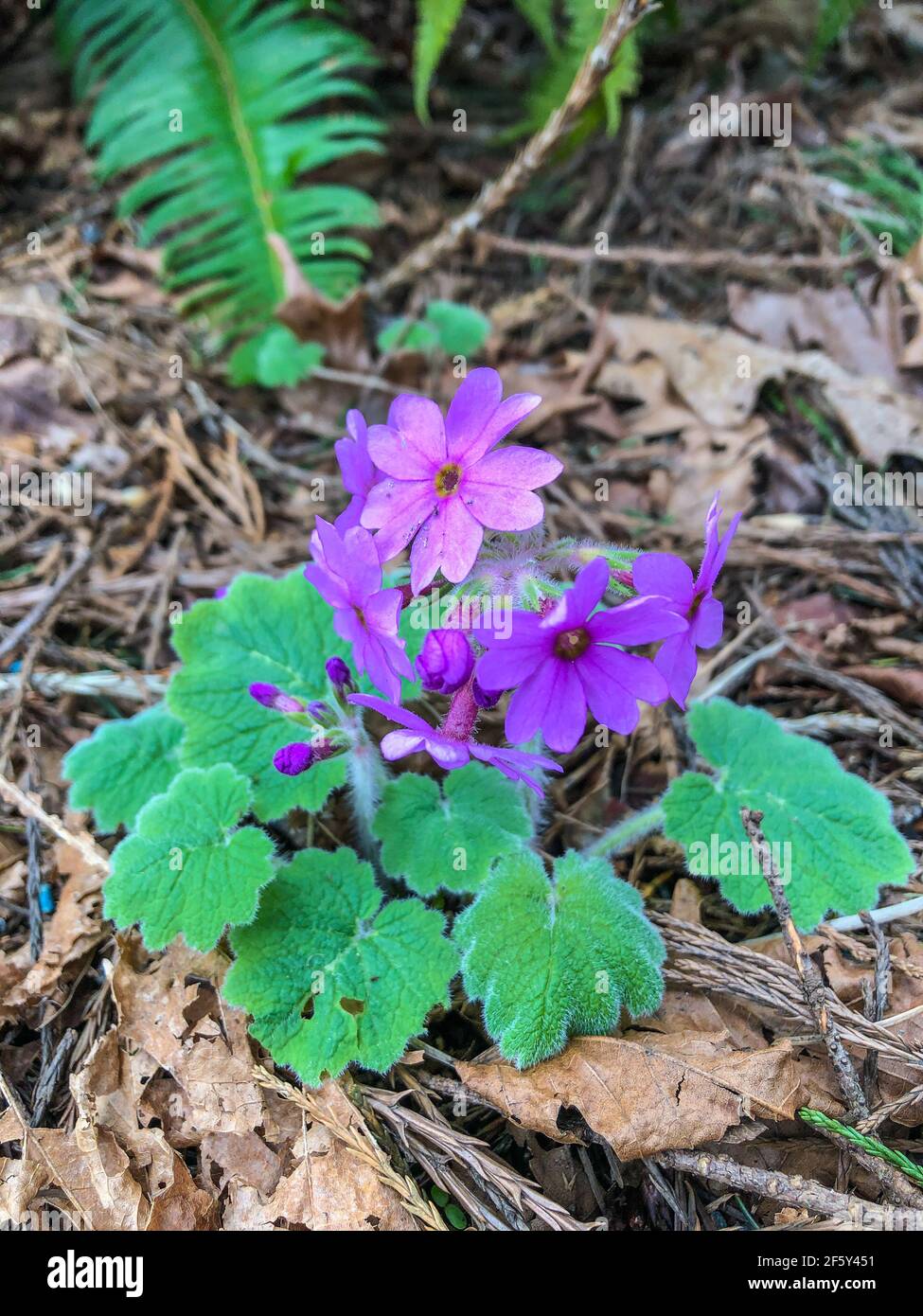 Primrose de Hardy (Primula kisoana) est une vivace herbacée qui est ...
