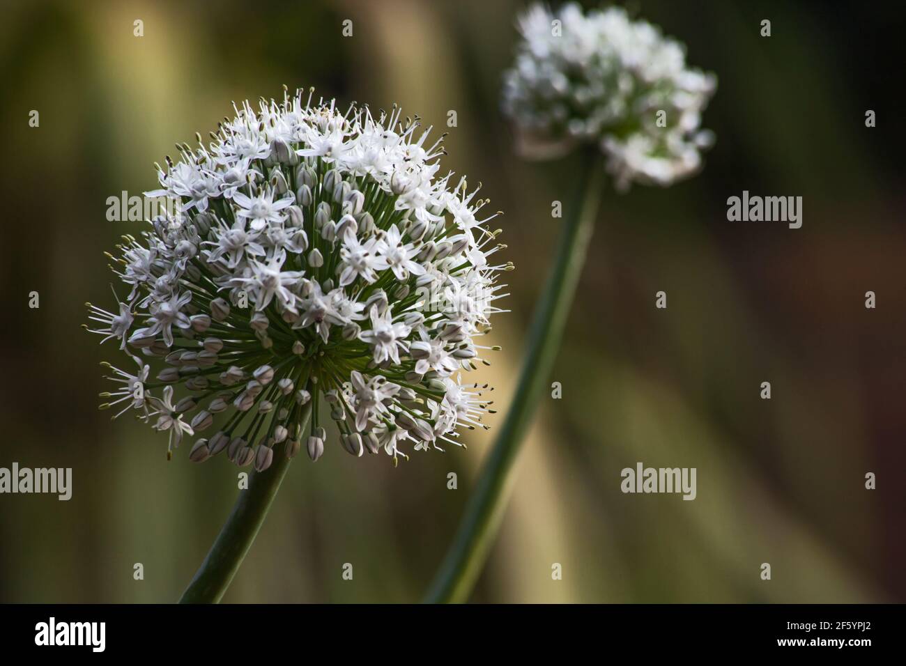 Oignon en fleurs Banque de photographies et d’images à haute résolution ...