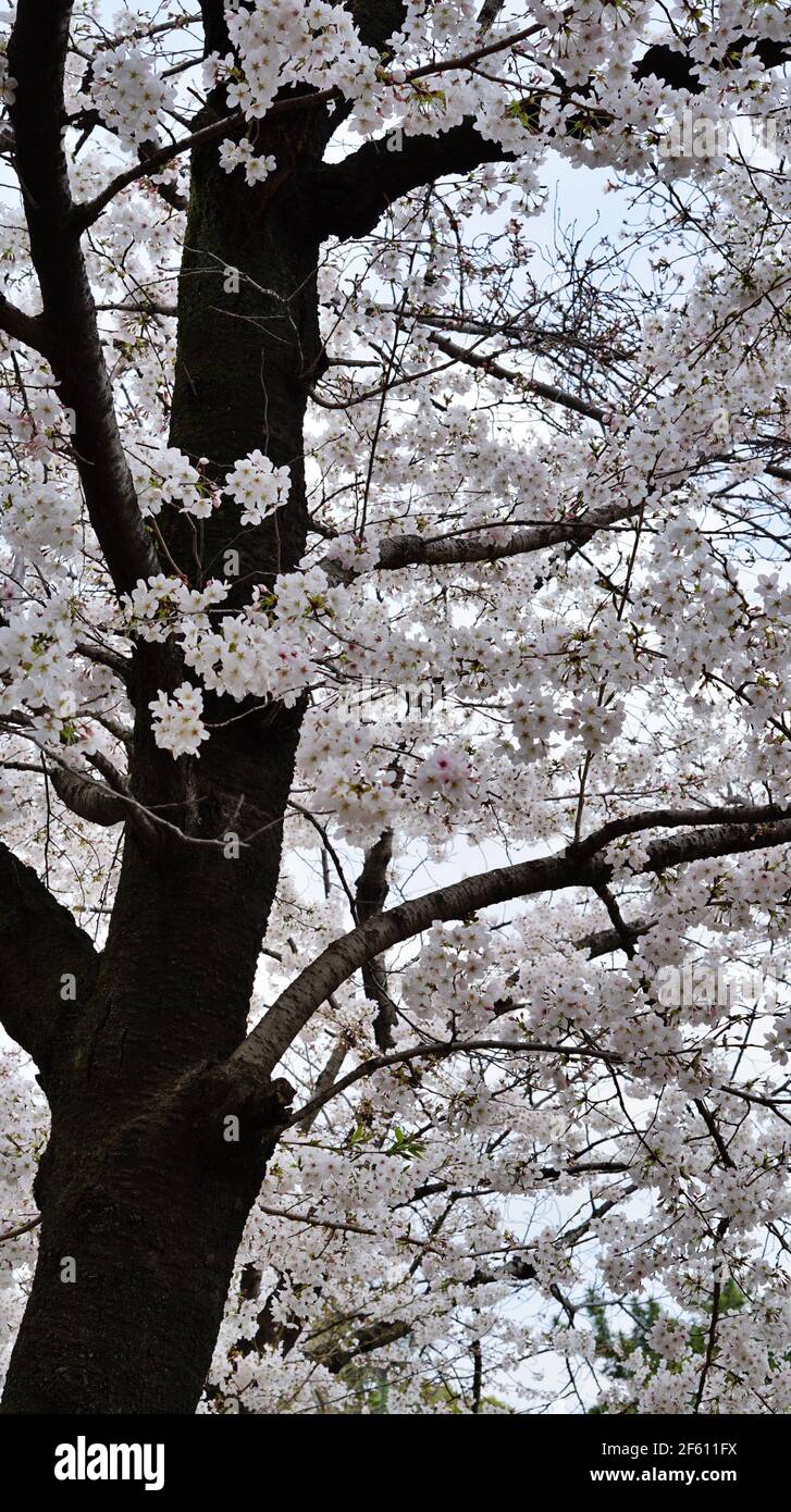 Sakura au japon Banque de photographies et d’images à haute résolution ...