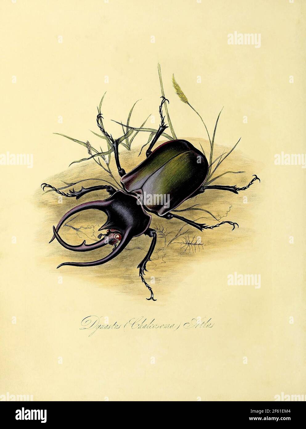 Chalcosoma atlas Banque de photographies et d’images à haute résolution ...