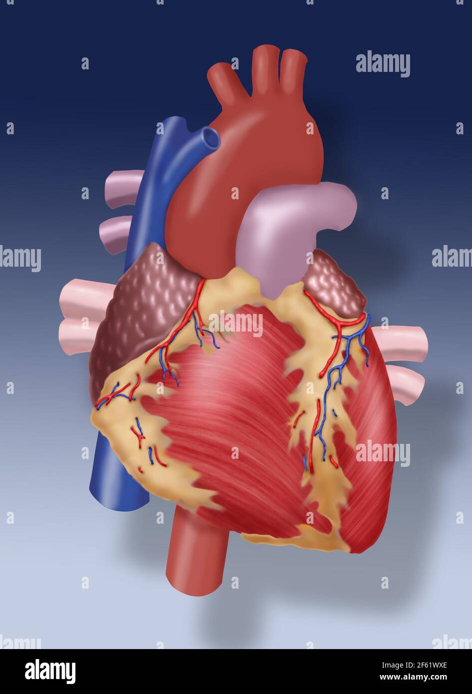 Anatomie du coeur humain Banque de photographies et d’images à haute ...