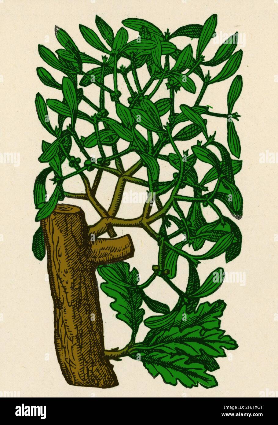 Gui noël Banque de photographies et d’images à haute résolution - Alamy