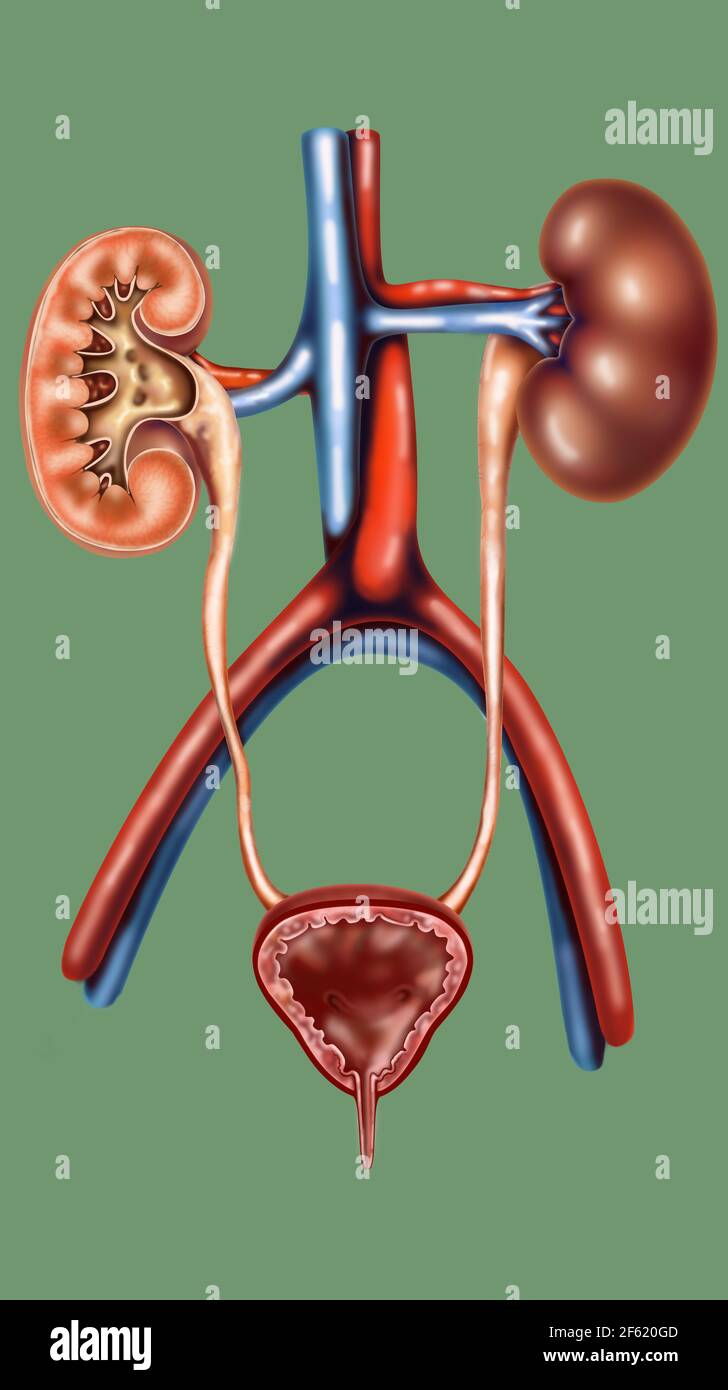 Anatomie du système urinaire Banque de photographies et d’images à ...